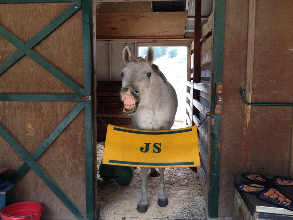 Current Program Horses – Square Peg Foundation