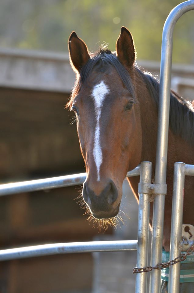 Current Program Horses – Square Peg Foundation
