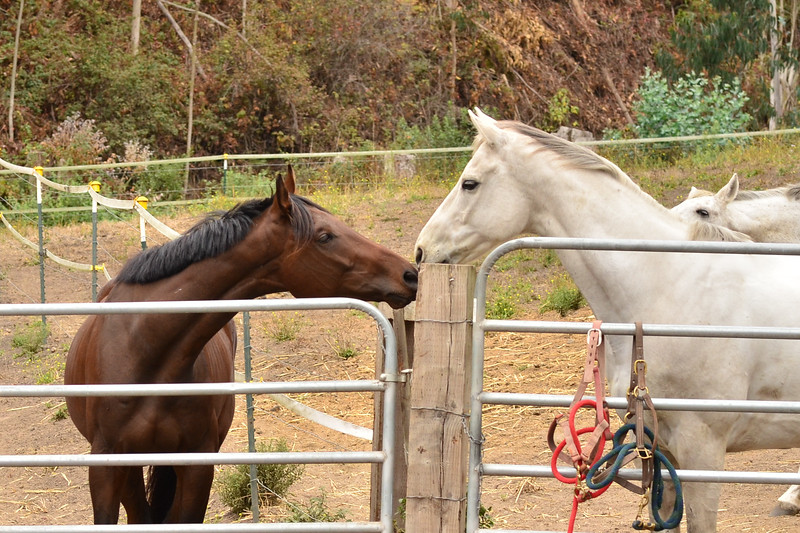 Current Program Horses – Square Peg Foundation