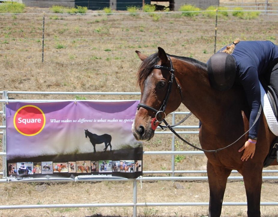 Current Program Horses – Square Peg Foundation