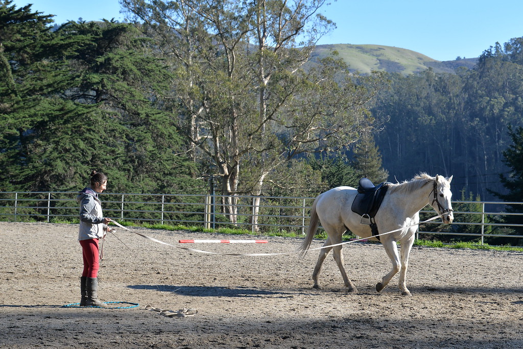 Current Program Horses – Square Peg Foundation