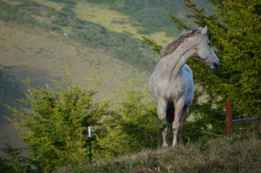 Current Program Horses – Square Peg Foundation