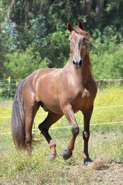 Current Program Horses – Square Peg Foundation