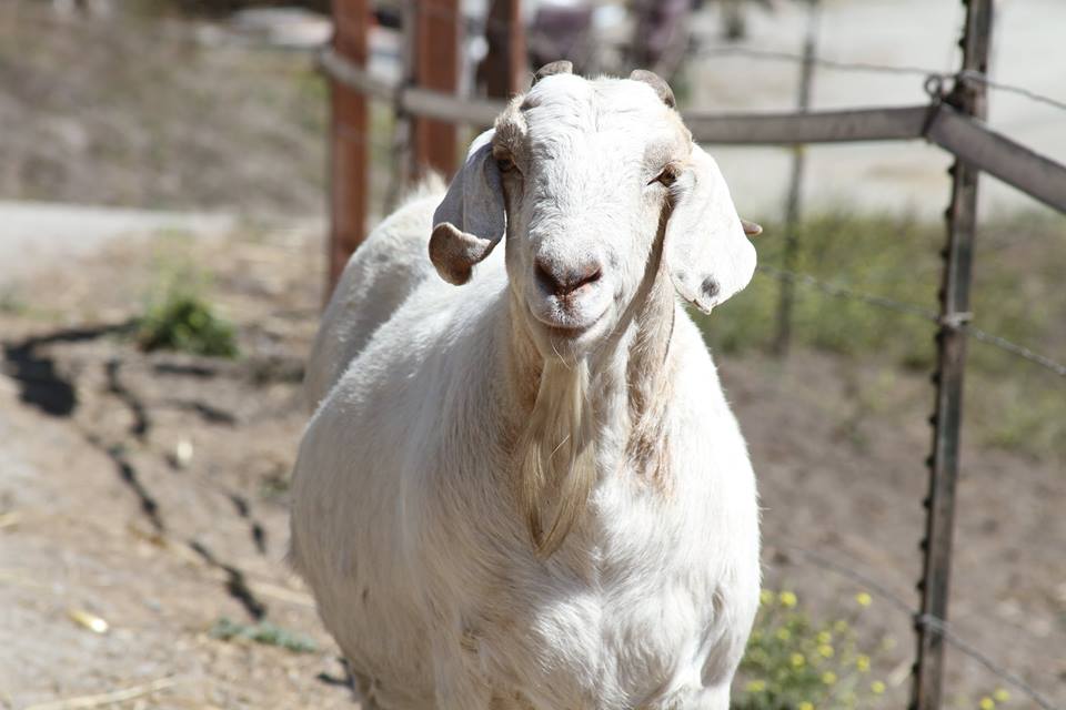 Square Peg Foundation