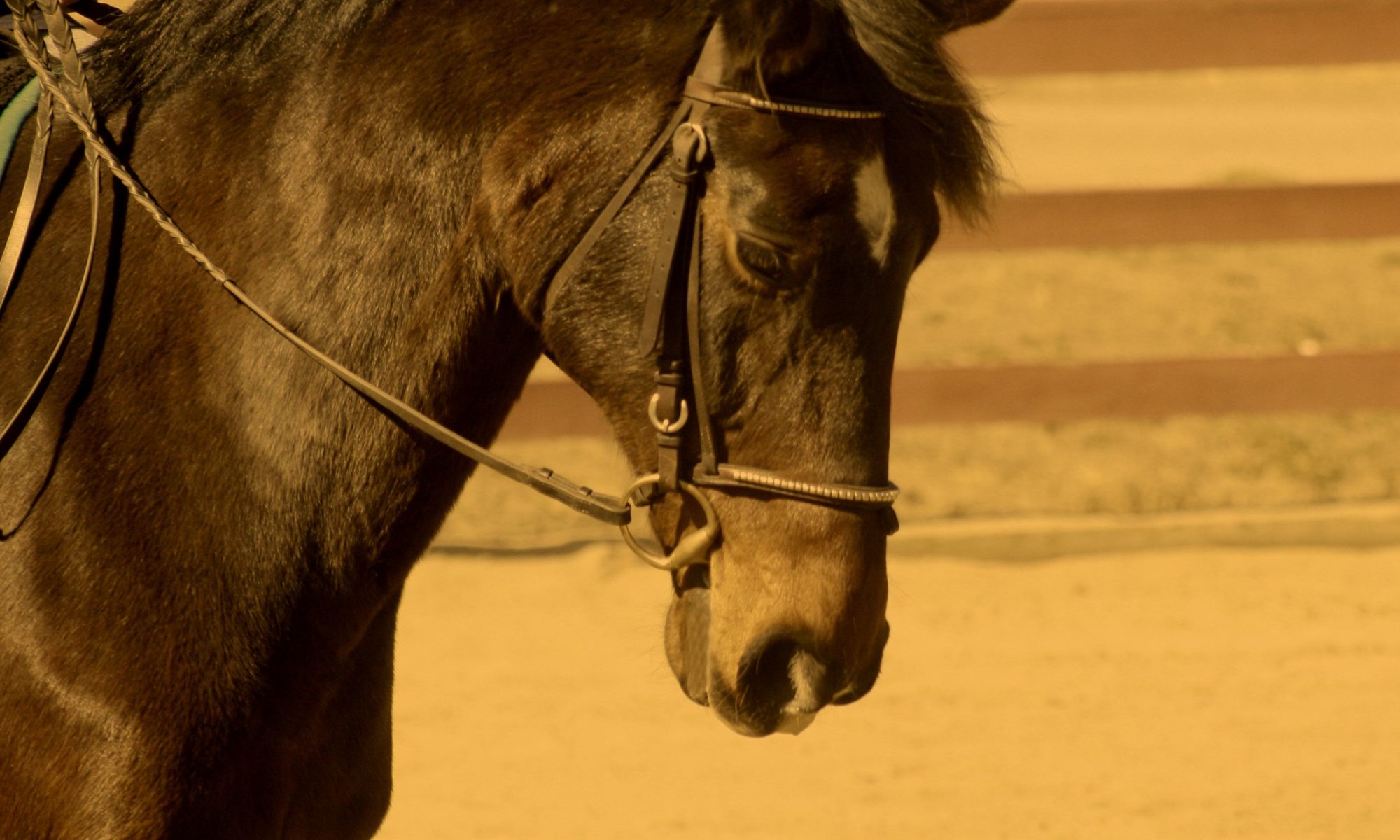 Square Peg Foundation