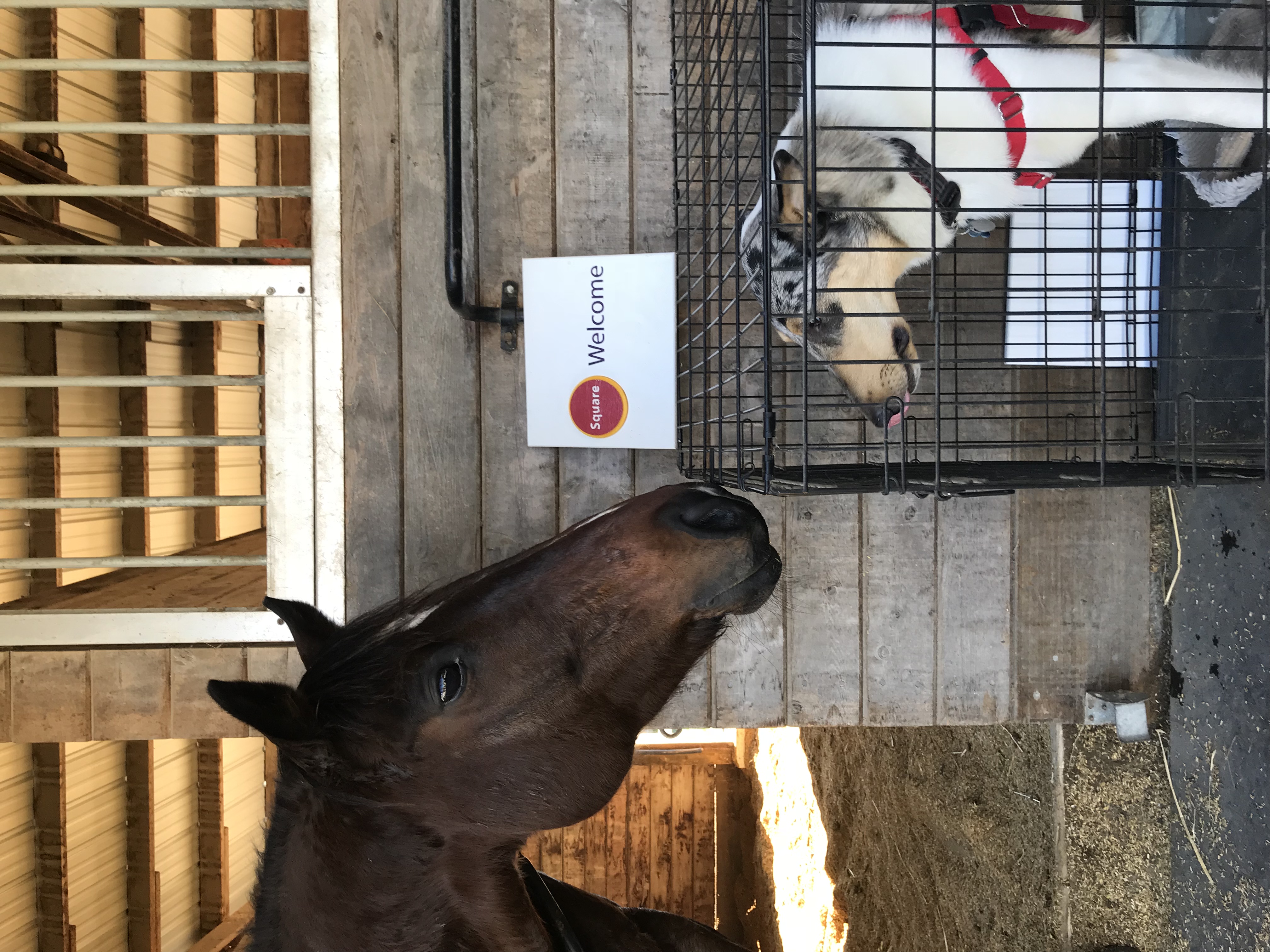 Current Program Horses – Square Peg Foundation
