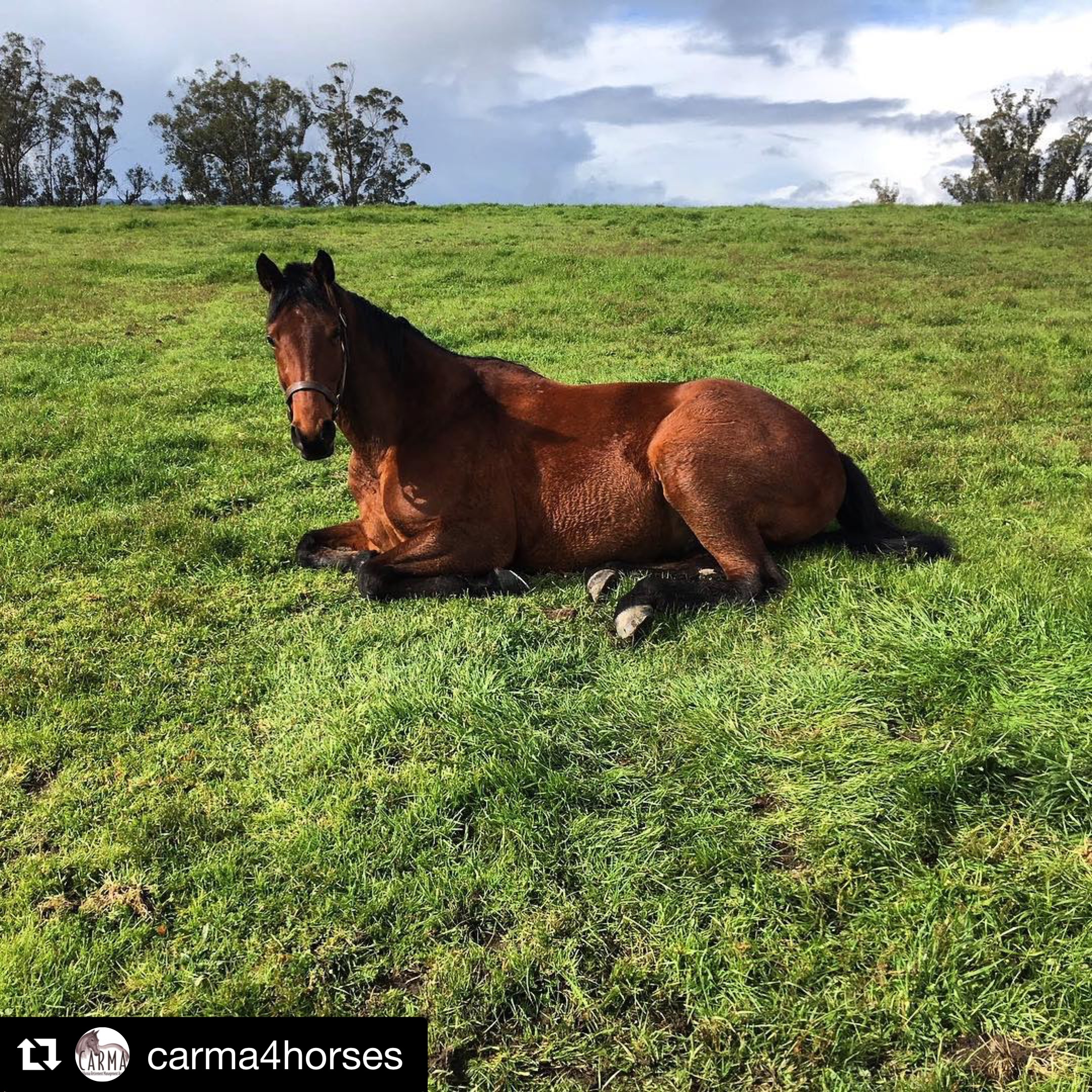 Current Program Horses – Square Peg Foundation