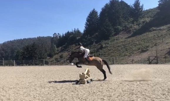 Current Program Horses – Square Peg Foundation