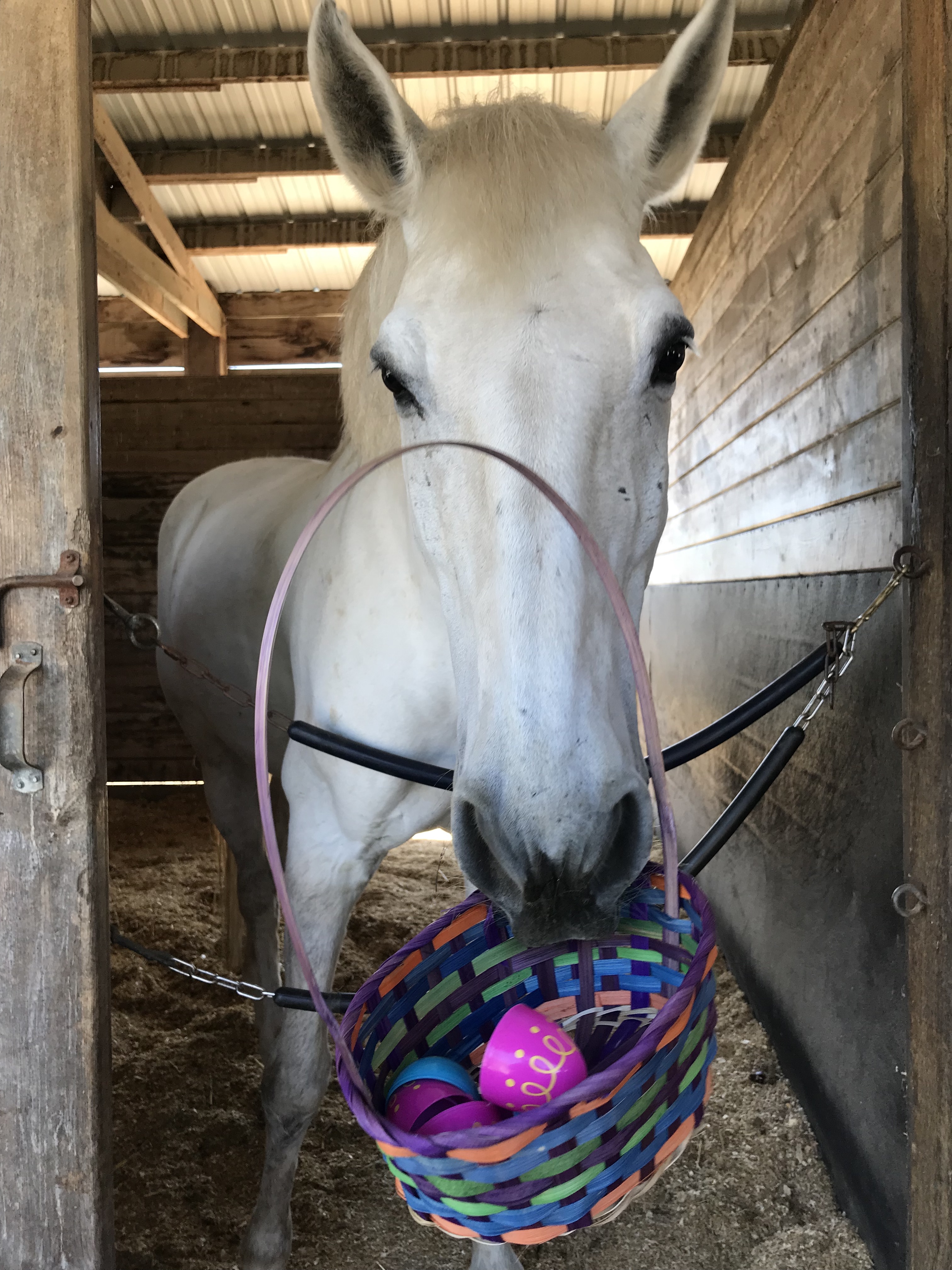 Current Program Horses – Square Peg Foundation